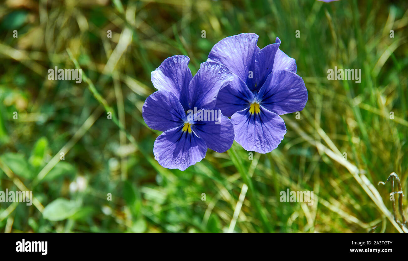 Viola altaica genus of flowering plants in the violet family Violaceae ...