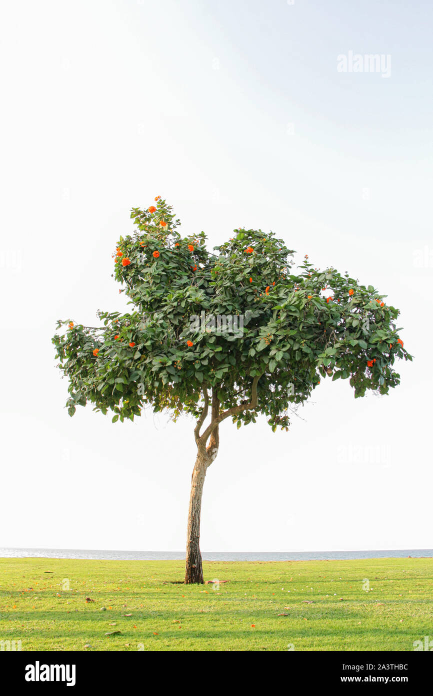 Oman seaside hi-res stock photography and images - Alamy