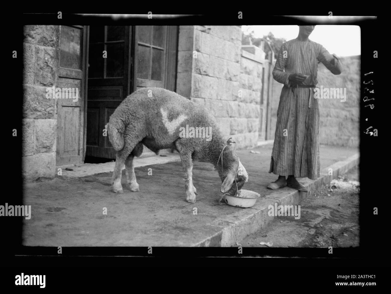 The Victory Ram. Close up with V sign Stock Photo - Alamy