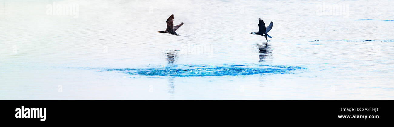 nature landscape, two birds fly above the water Stock Photo - Alamy