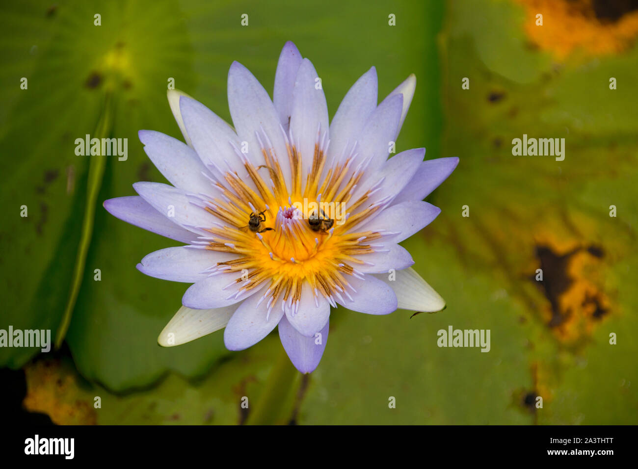 Two bees collecting pollen on beautiful pale blue water lilly Stock ...