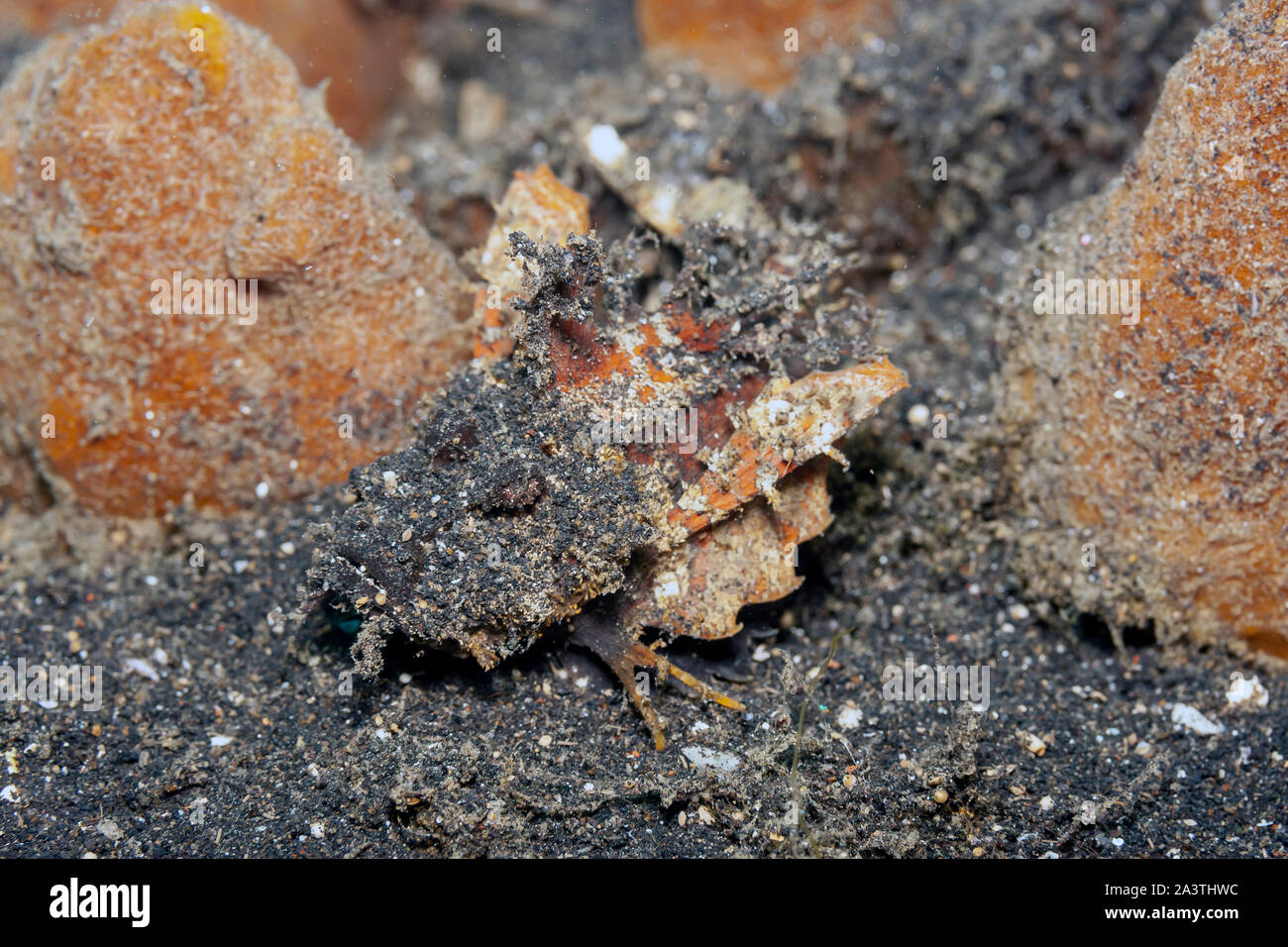 Venomous fishes hi-res stock photography and images - Alamy