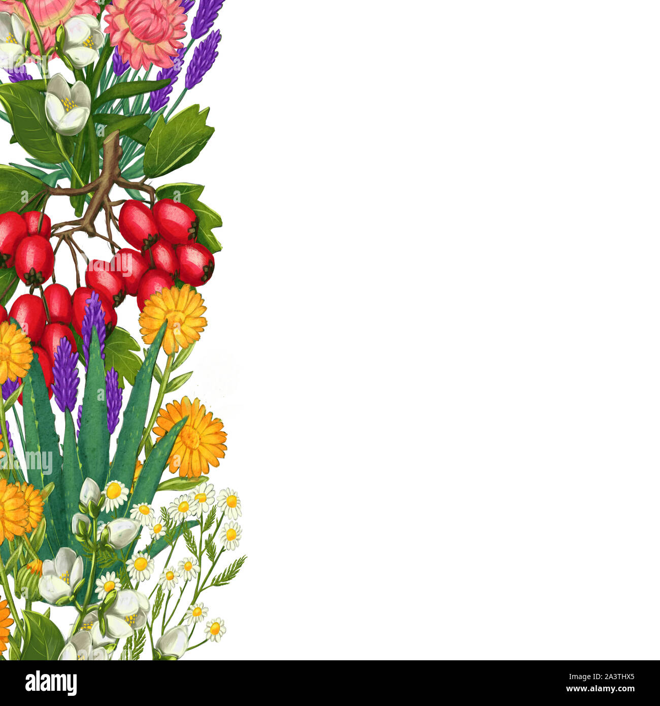 Hand drawn medicinal plant frame. Healing herbs border. isolated on ...