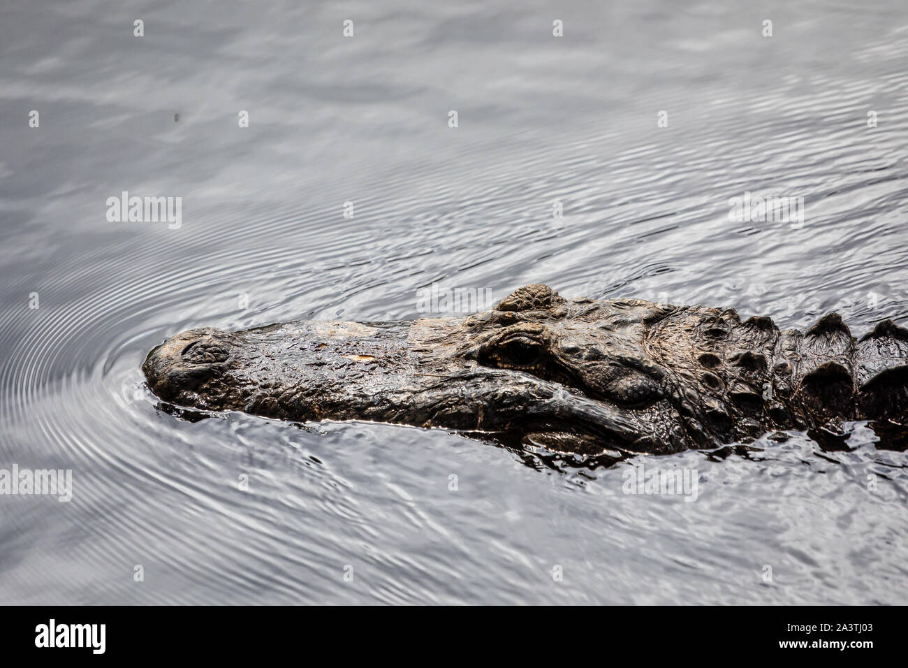 Alligator head submerged water hi-res stock photography and images - Alamy