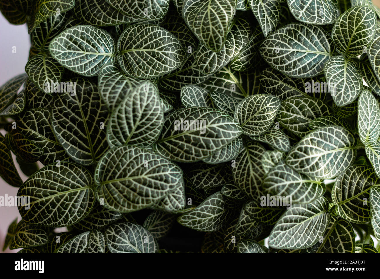 Nerve plant hi-res stock photography and images - Alamy