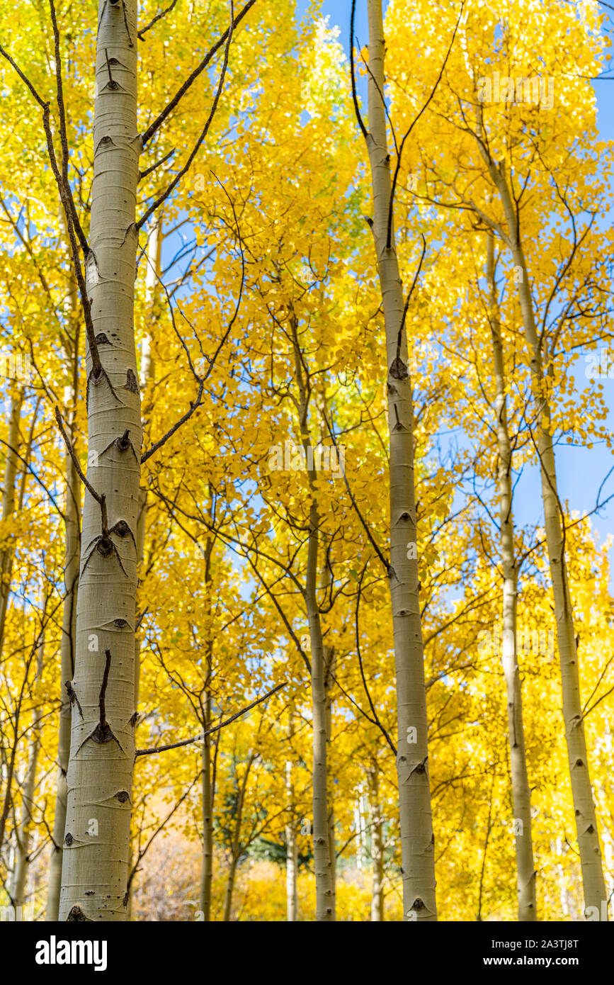 Beautiful fall colors in Golden Gate Canyon State Park, Colorado Stock ...
