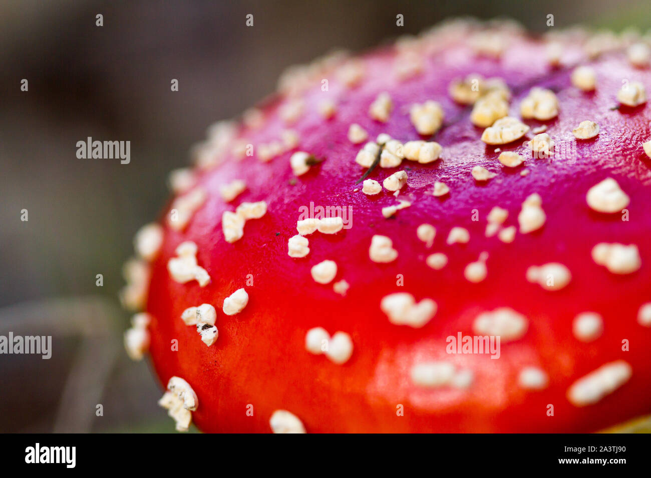 Detail of the colorful cap of the poisonous fly agaric Stock Photo - Alamy
