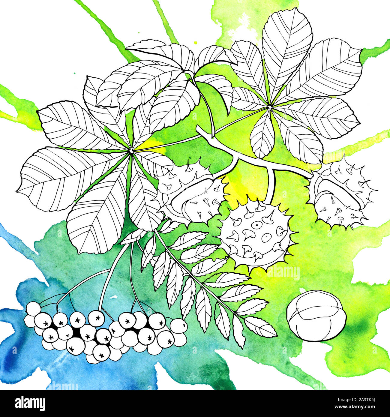 Chestnut Tree Drawing