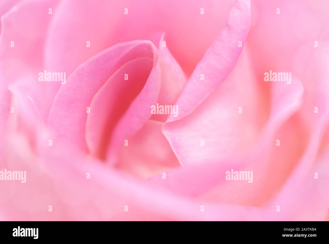 English rose symbol hi-res stock photography and images - Alamy