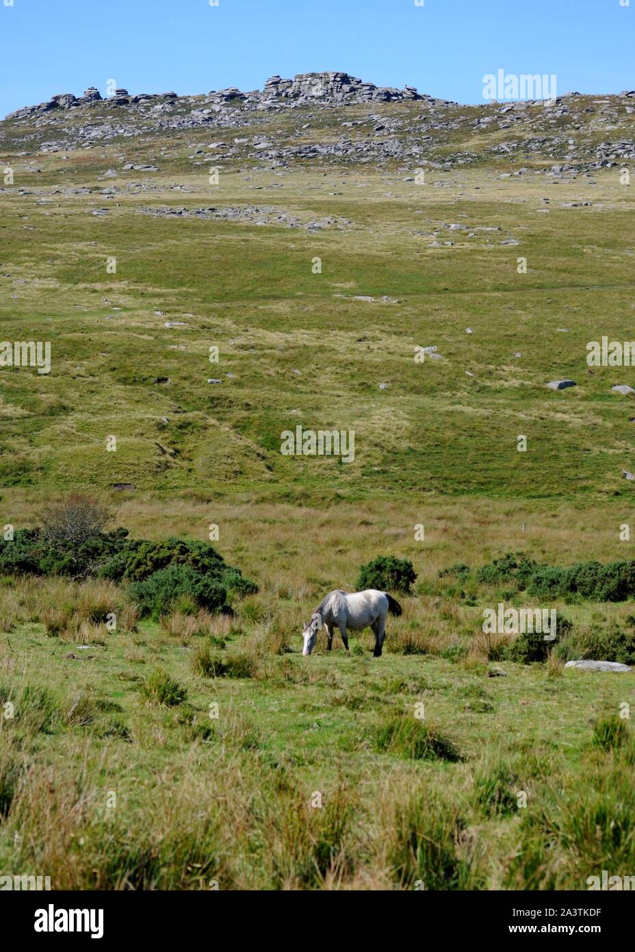 White horse grazing on Bodmin Moor with Rough Tor in background near Camelford, Cornwall, UK ...