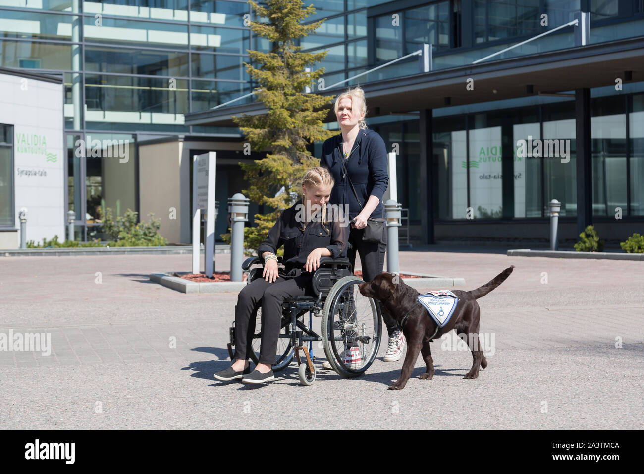 Young disabled woman in a wheelchair with a guide dog Stock Photo - Alamy