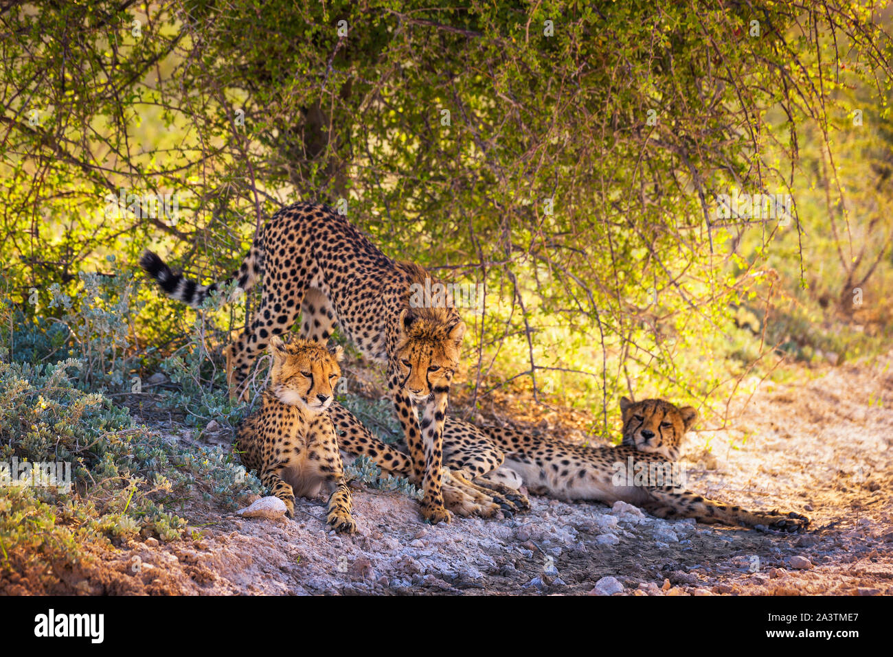 Three cheetahs hi-res stock photography and images - Alamy