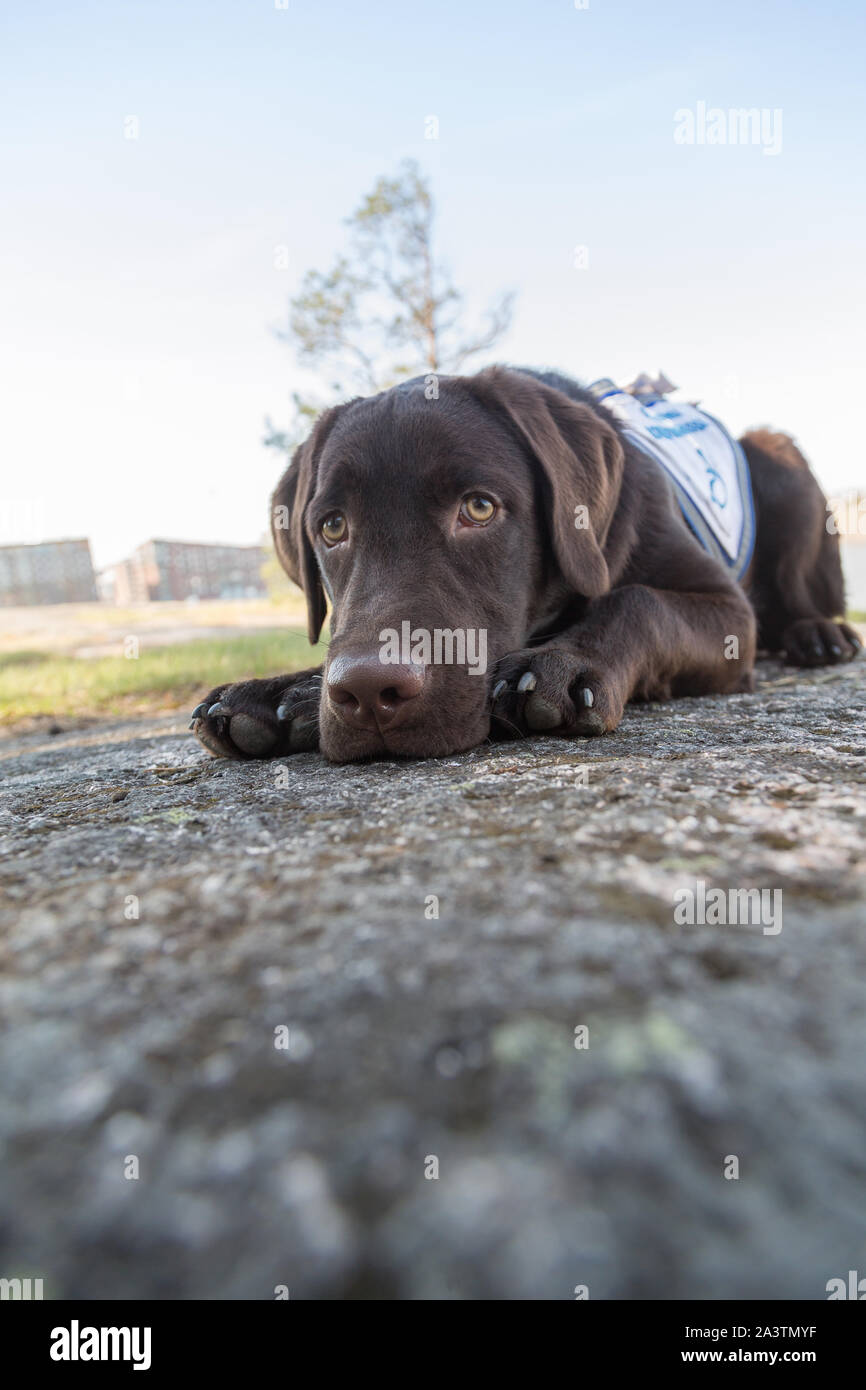 Young woman training a labrador retriever guide dog outdoors Stock ...