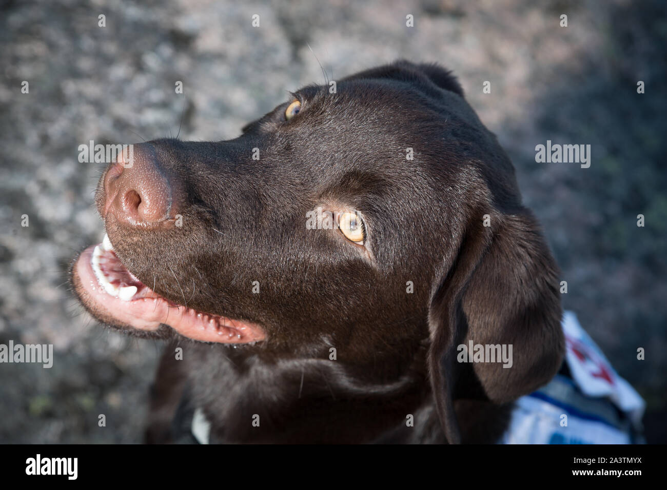 Young woman training a labrador retriever guide dog outdoors Stock ...