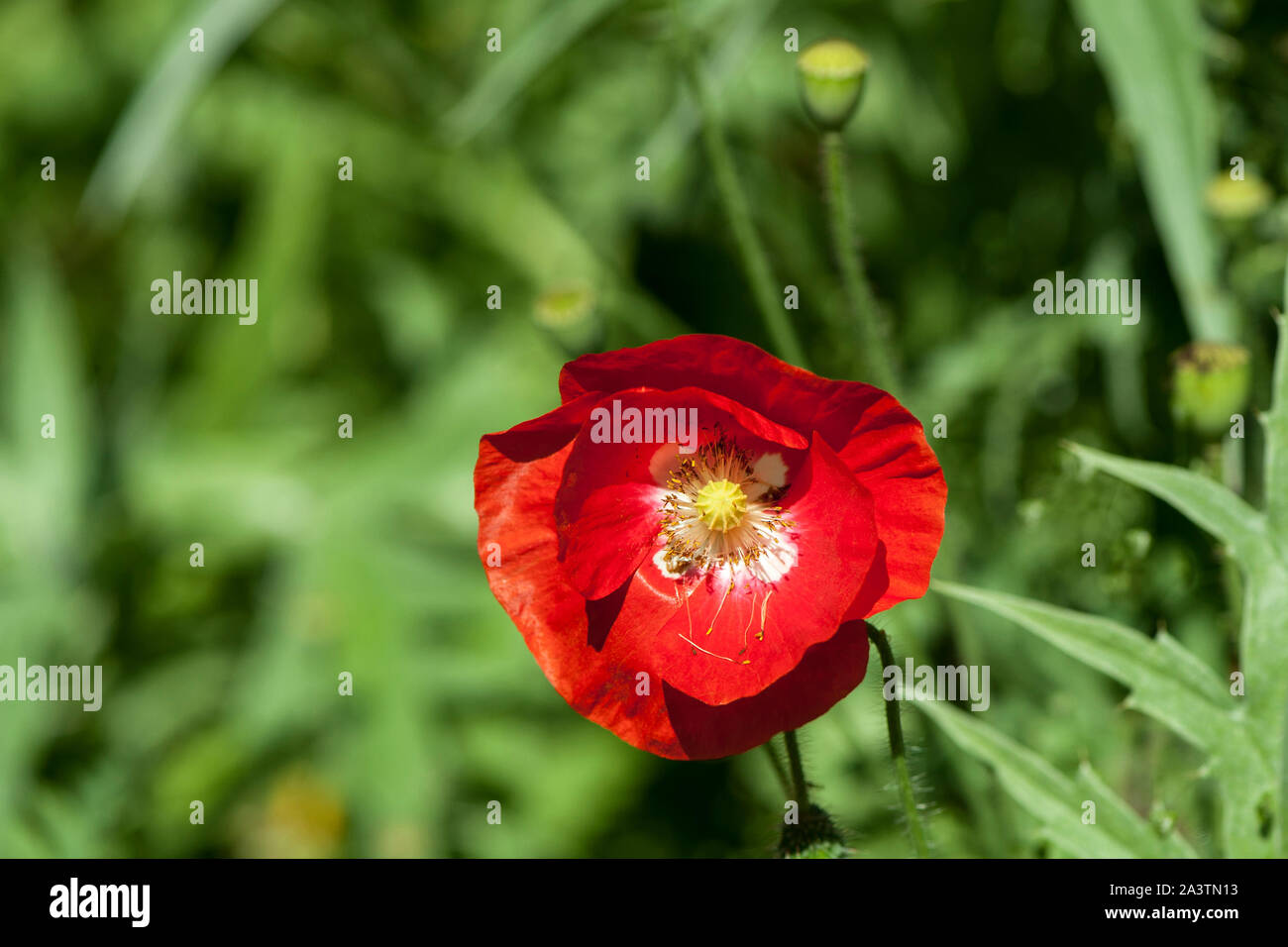 Flanders Poppy (Papaver rhoeas) in full flower, a less-common form ...