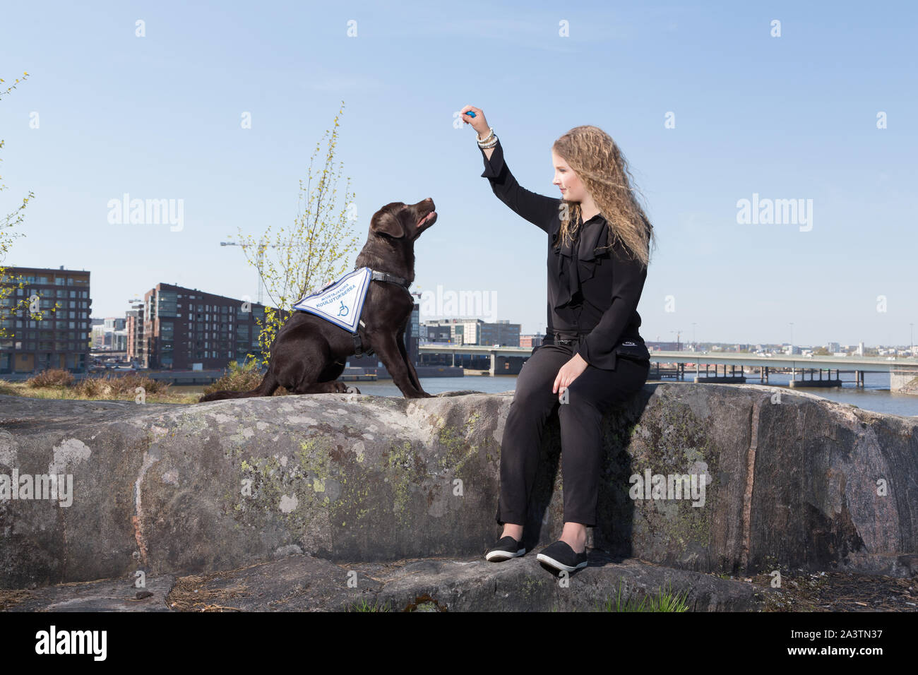 A golden labrador guide dog hi-res stock photography and images - Alamy
