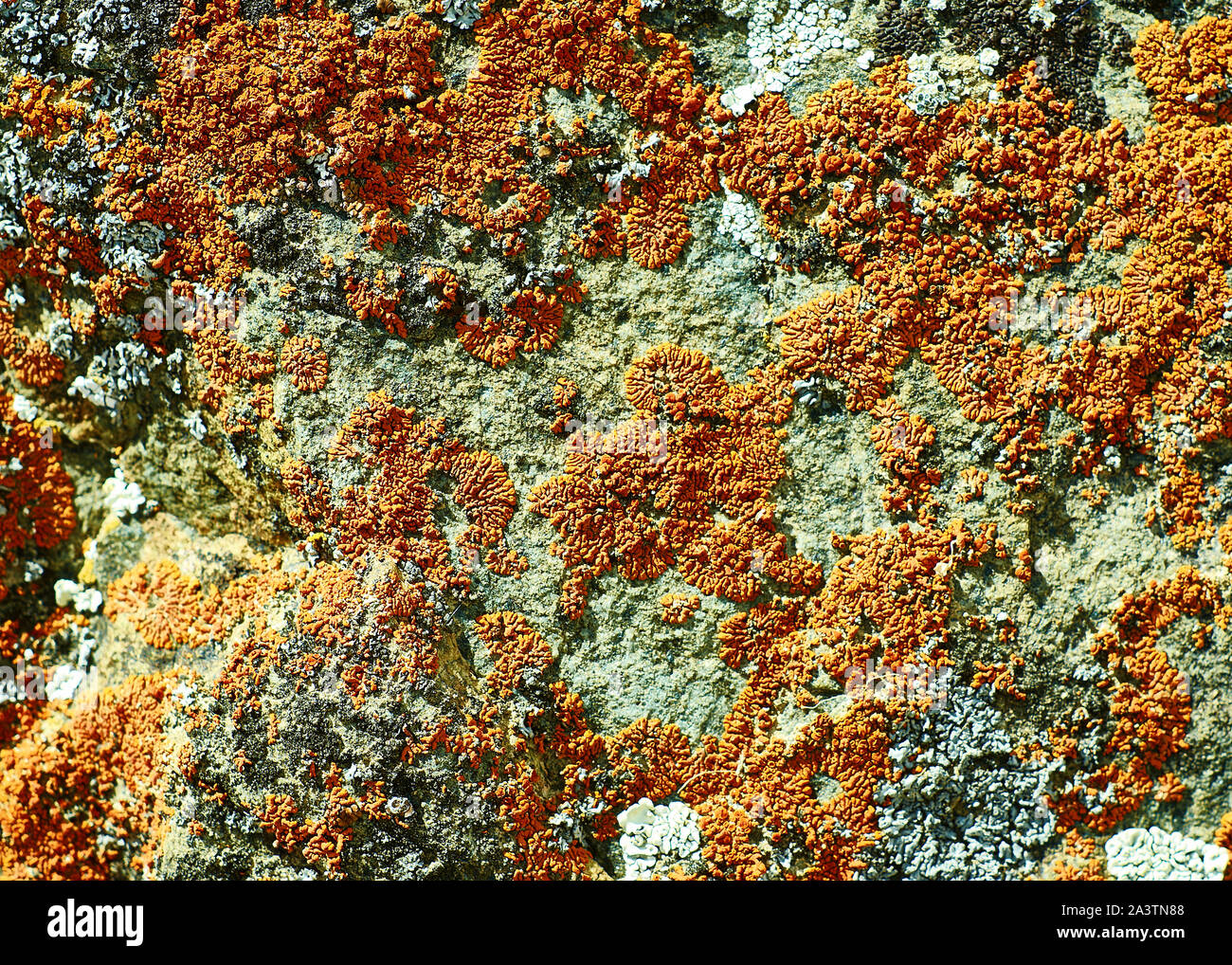 Mongolian Structure of surface of the stone,, large stone pattern Stock ...