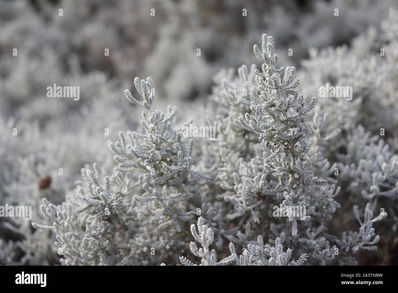 Smallplants hi-res stock photography and images - Alamy