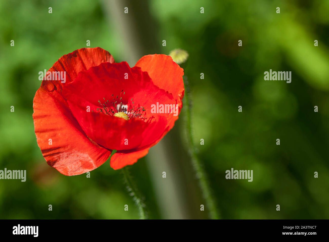 Flanders poppy hi-res stock photography and images - Alamy