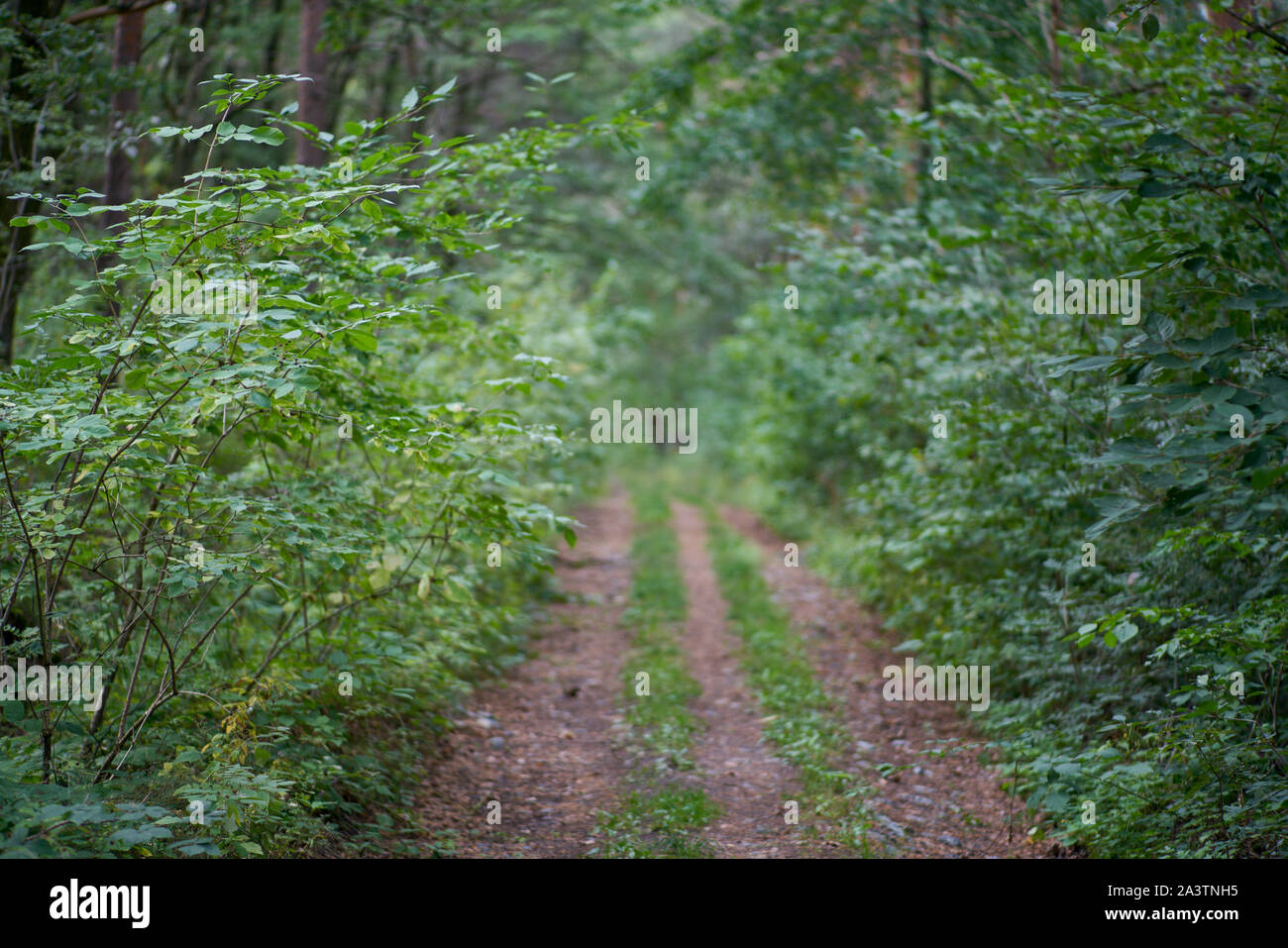 Central European forest in the early autumn Stock Photo - Alamy