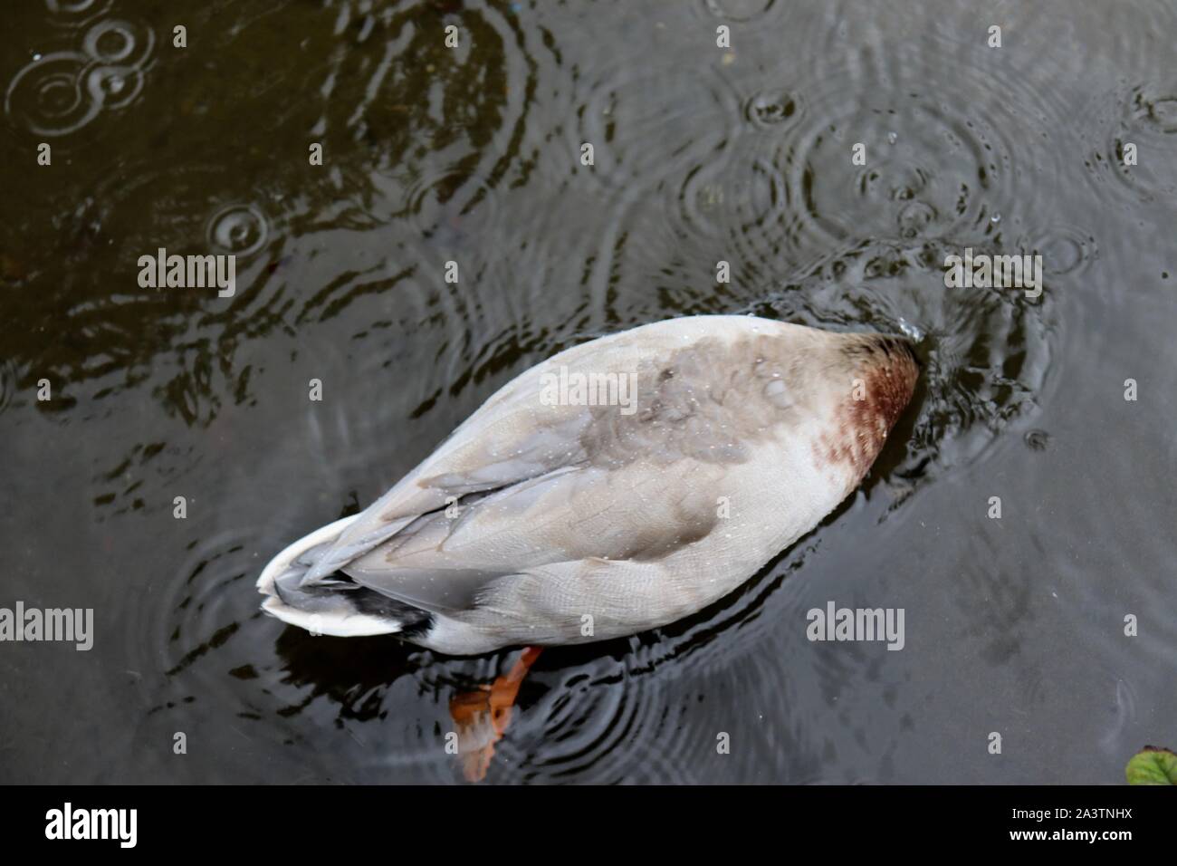 Birdlookingforfood hi-res stock photography and images - Alamy