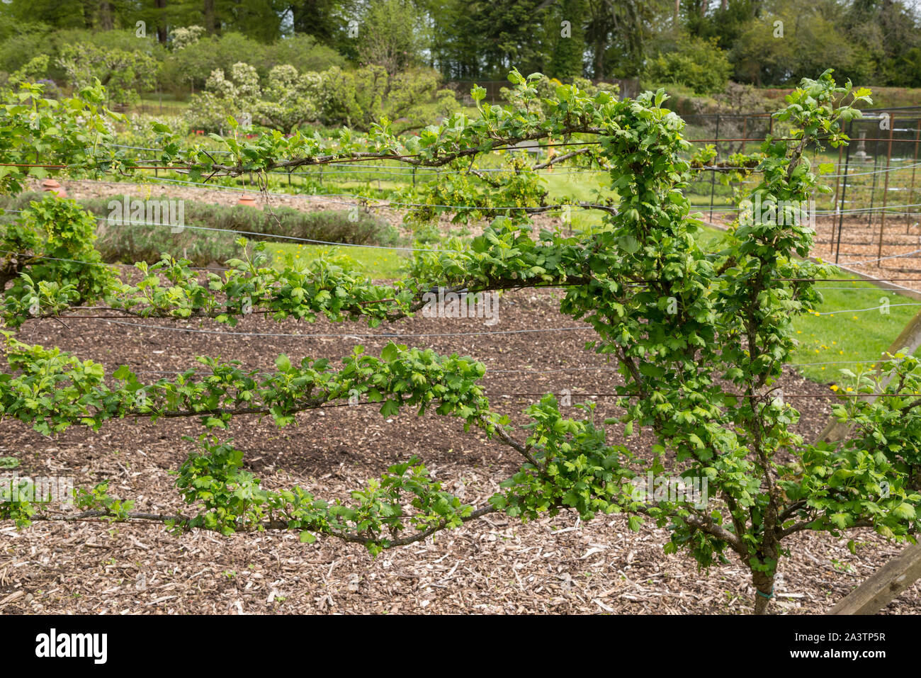 Trained gooseberry bush hi-res stock photography and images - Alamy