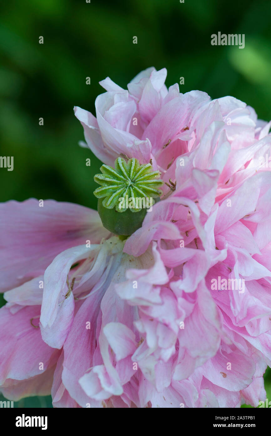 Paeony Poppy (Papaver paeoniflorum), aka Opium Poppy (Papaver ...