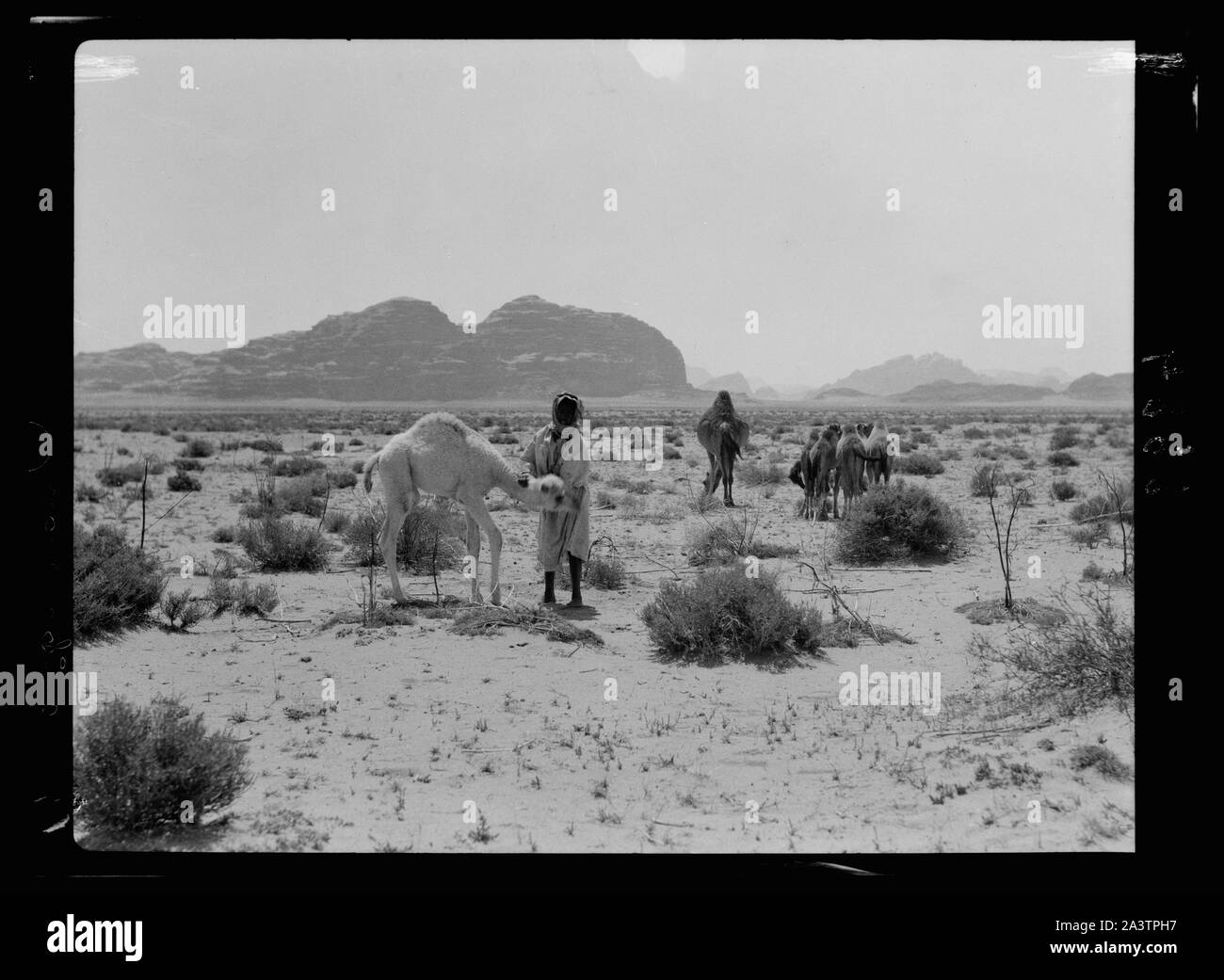 Negeb desert hi-res stock photography and images - Alamy
