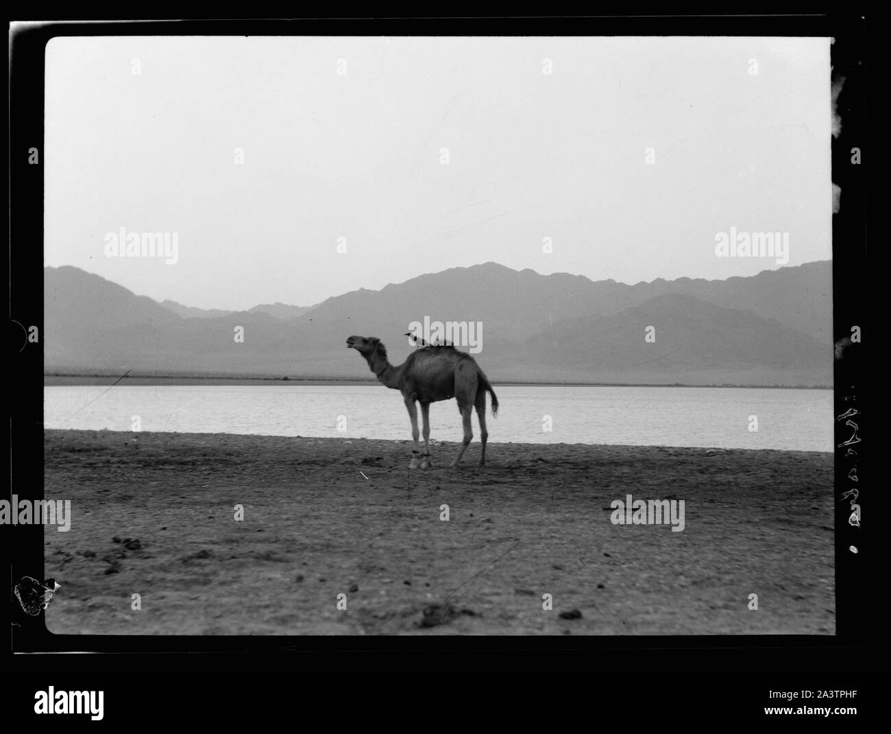 The Araba (Southern end of the great Jordan rift). Akaba (Elath). Gulf ...