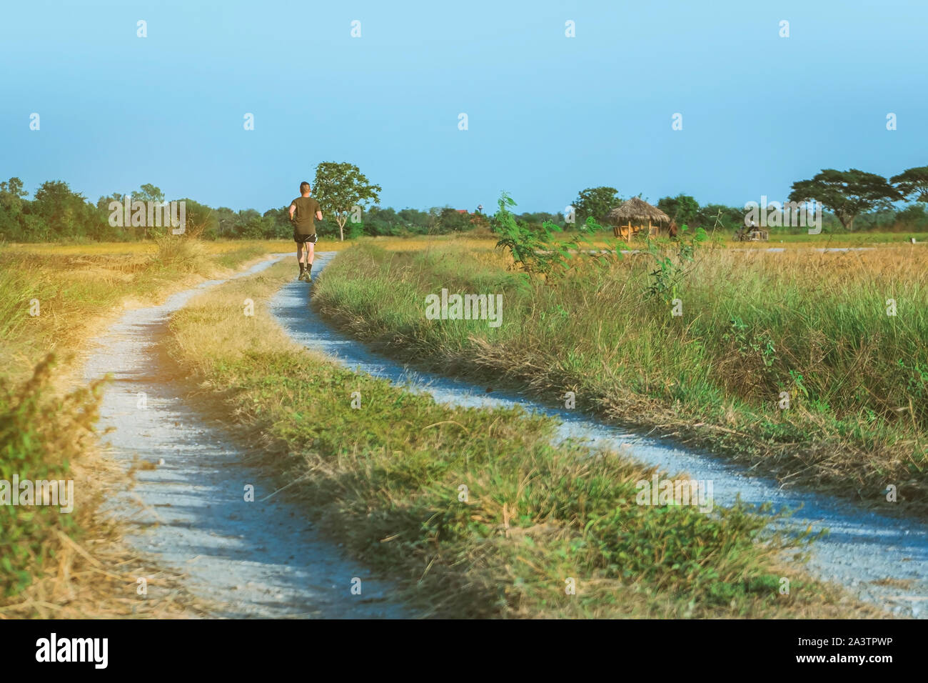 Back view of man running and exercising on the path through the rice ...