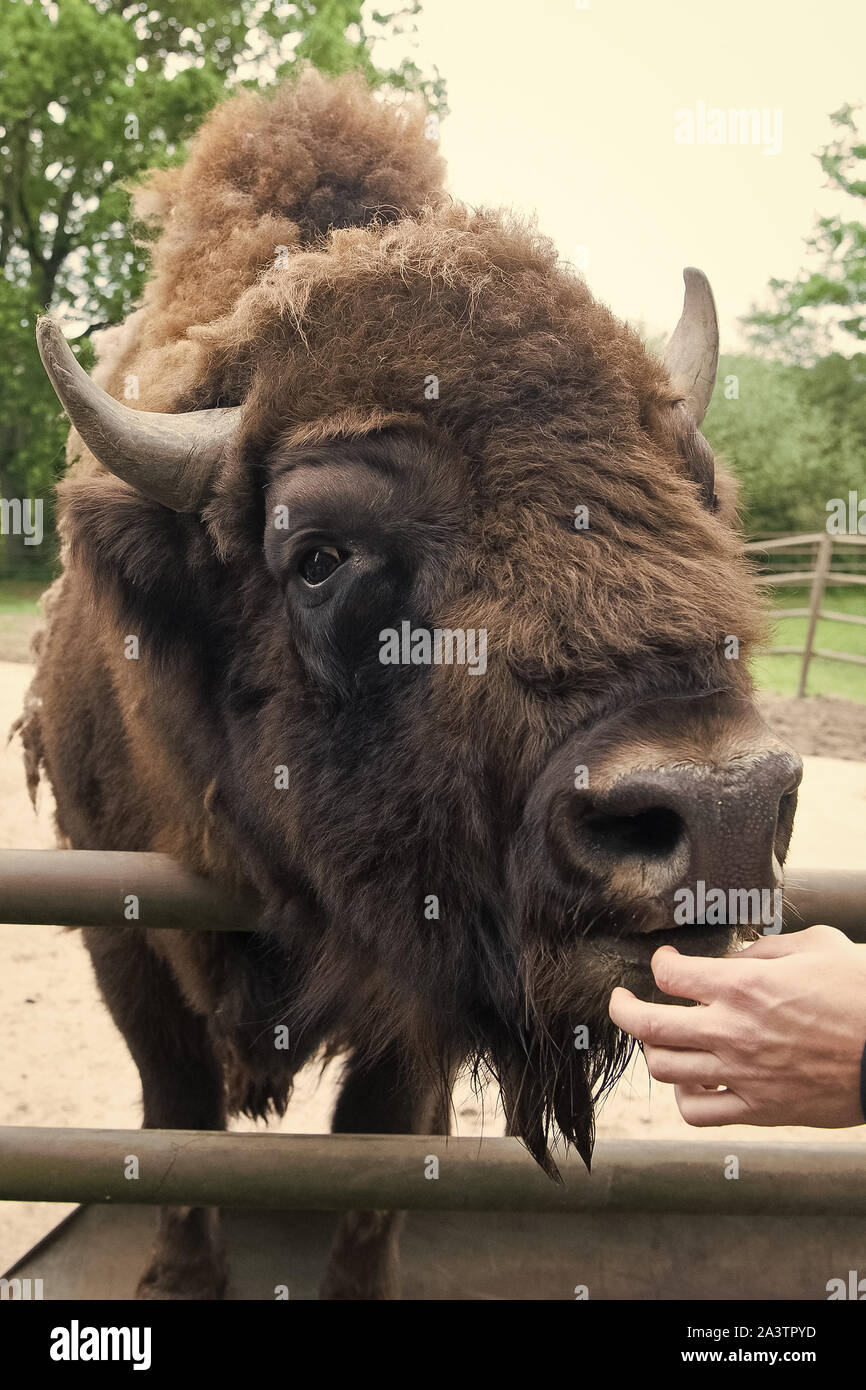 Its a zoo in here. Bison or wisent animal in petting zoo. Human hand ...