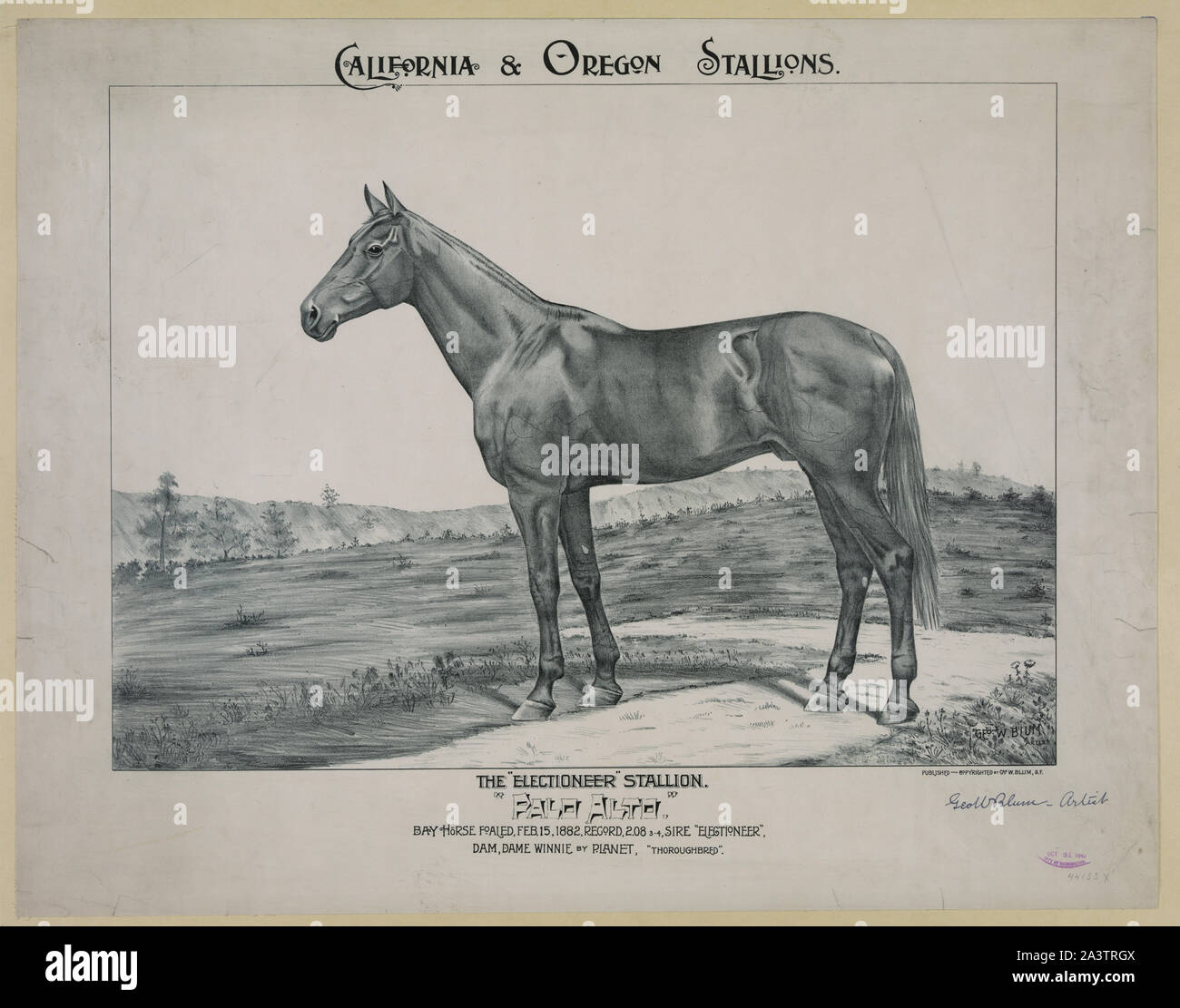 The Electioneer stallion, Palo Alto Stock Photo - Alamy