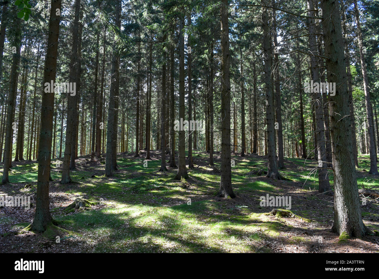 Gribskov forest hi-res stock photography and images - Alamy