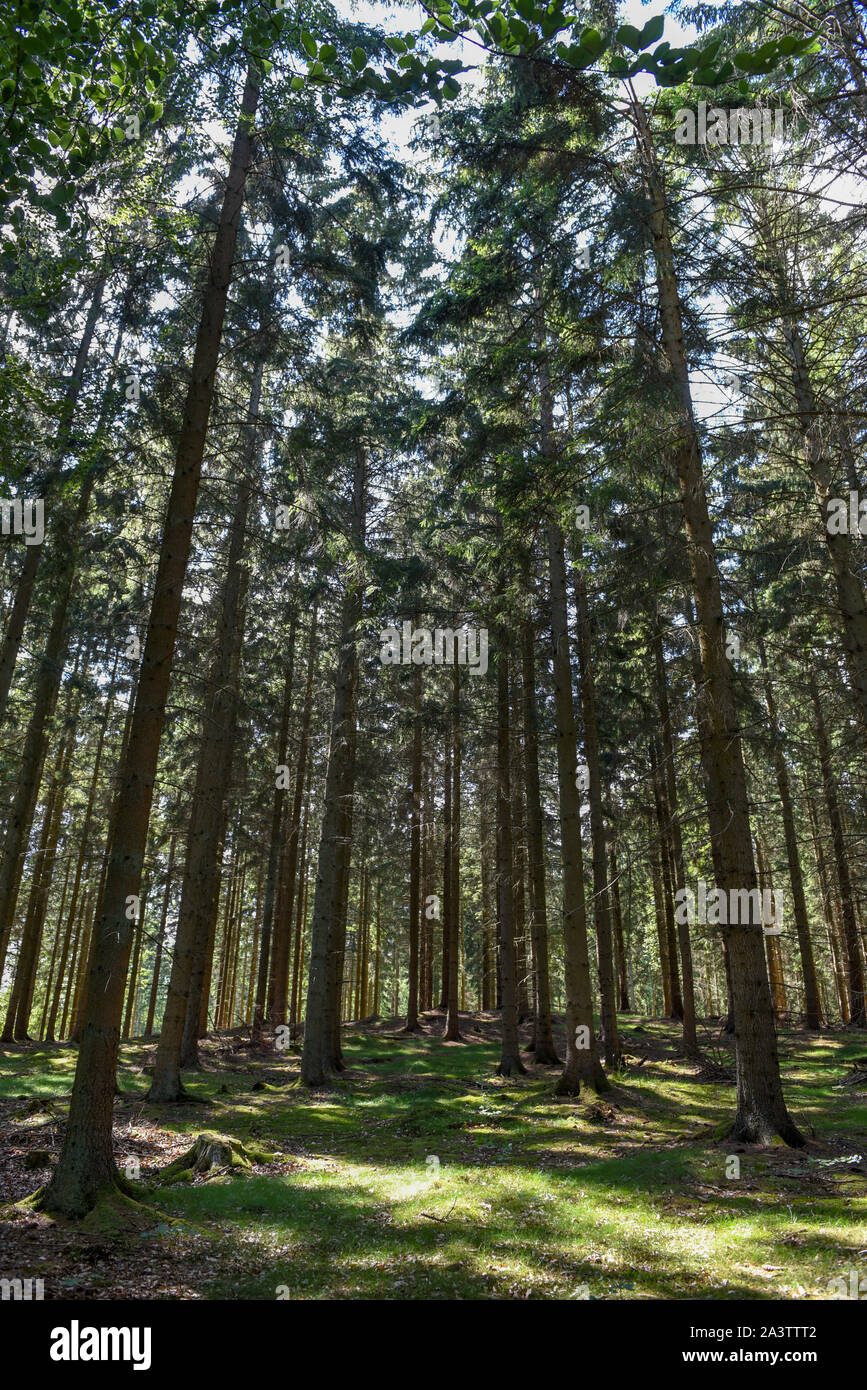 Gribskov forest hi-res stock photography and images - Alamy