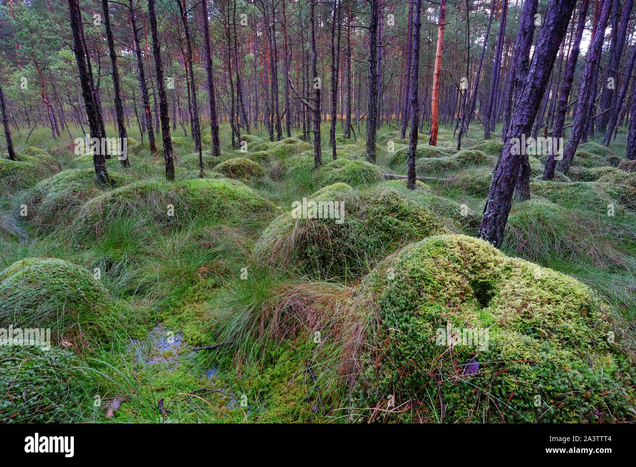 Forest landscape and its plating with diverse forest plants Stock Photo ...