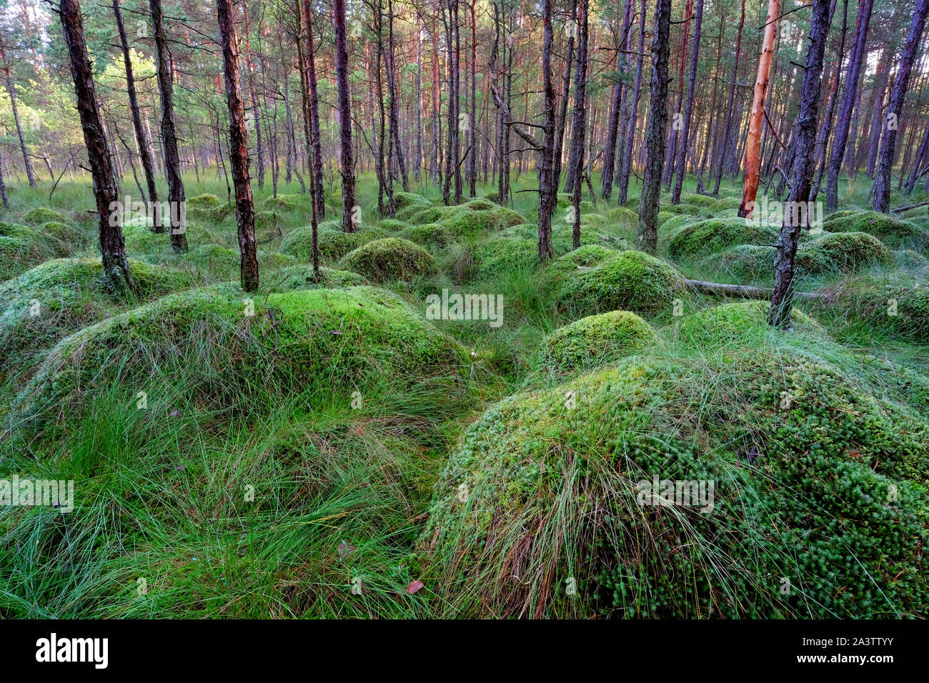 Forest landscape and its plating with diverse forest plants Stock Photo ...