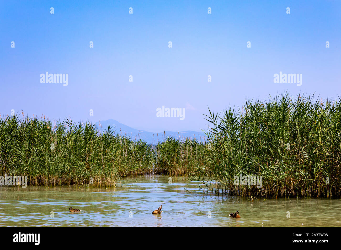 Lake Garda, small inlet with ducks and thickets of reeds Stock Photo ...