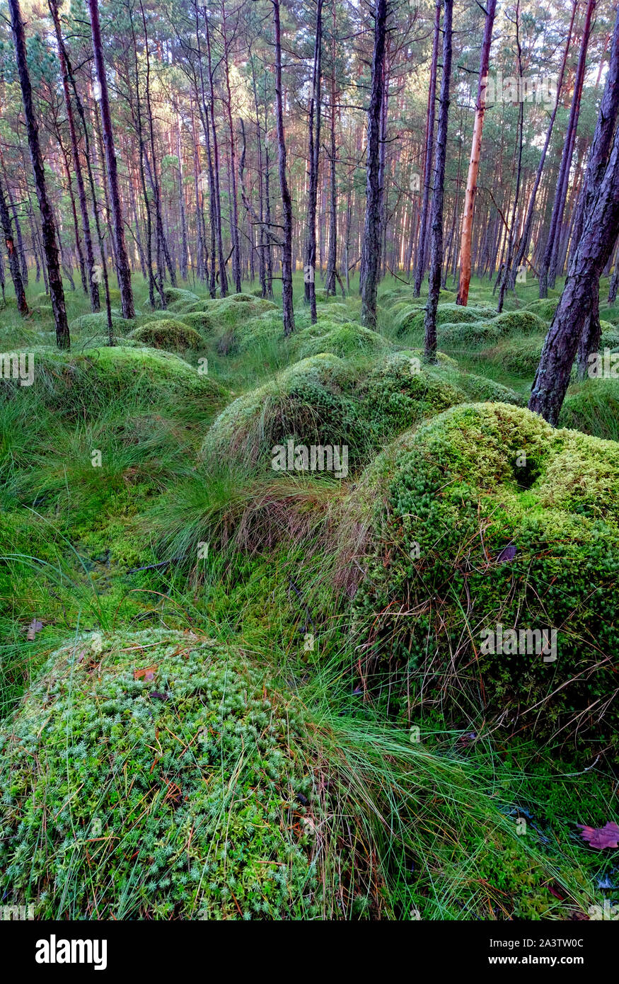 Forest landscape and its plating with diverse forest plants Stock Photo ...