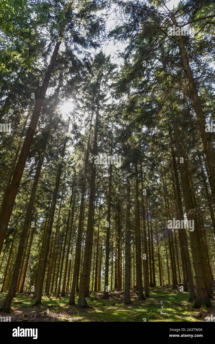 Gribskov forest hi-res stock photography and images - Alamy