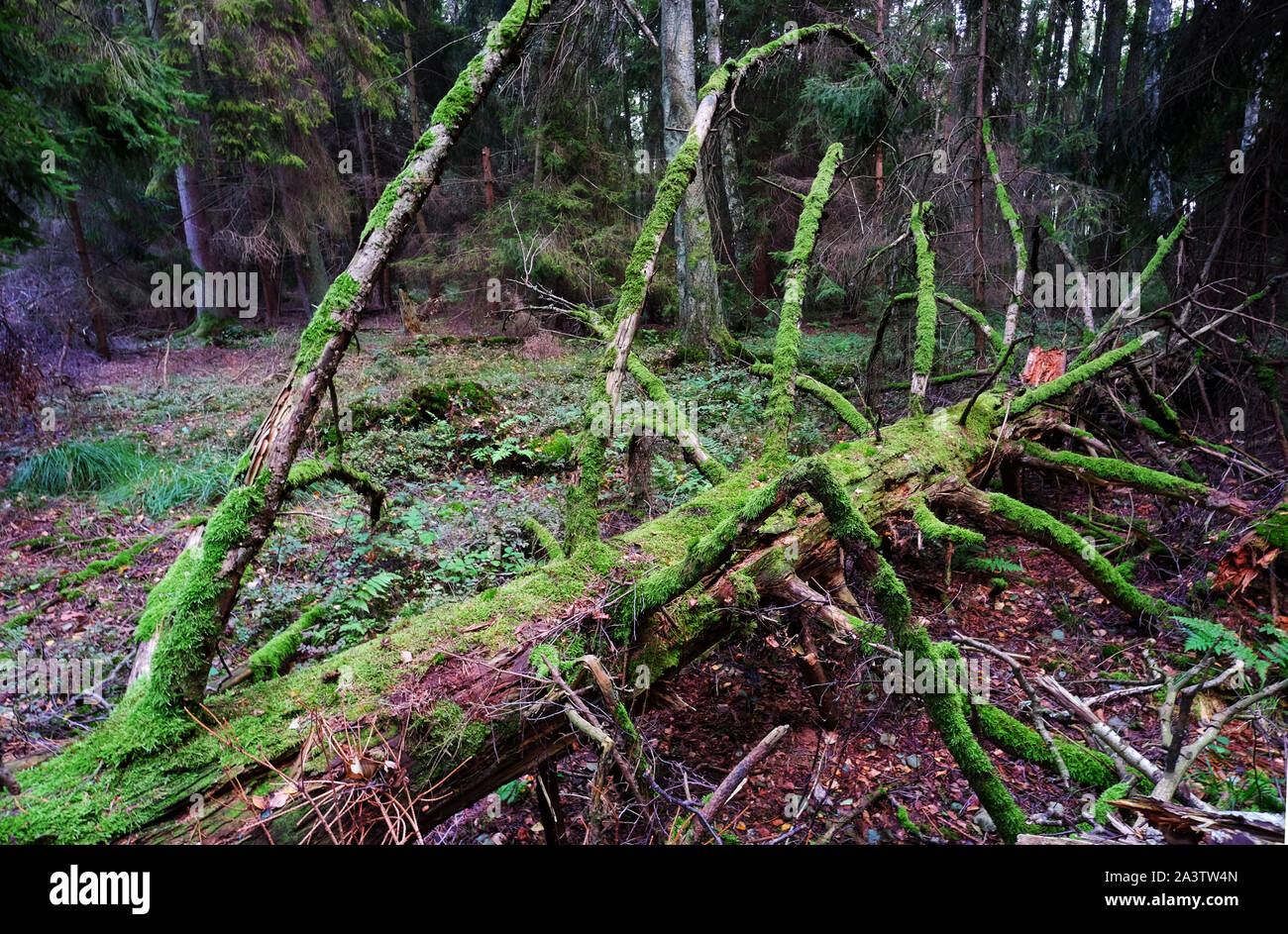 Forest landscape and its plating with diverse forest plants Stock Photo ...