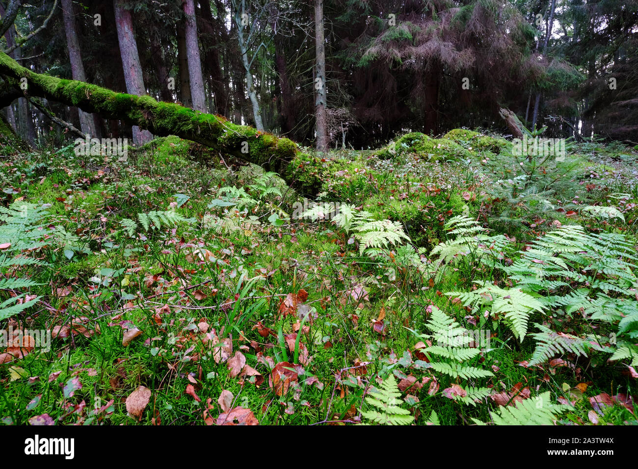 Forest landscape and its plating with diverse forest plants Stock Photo ...
