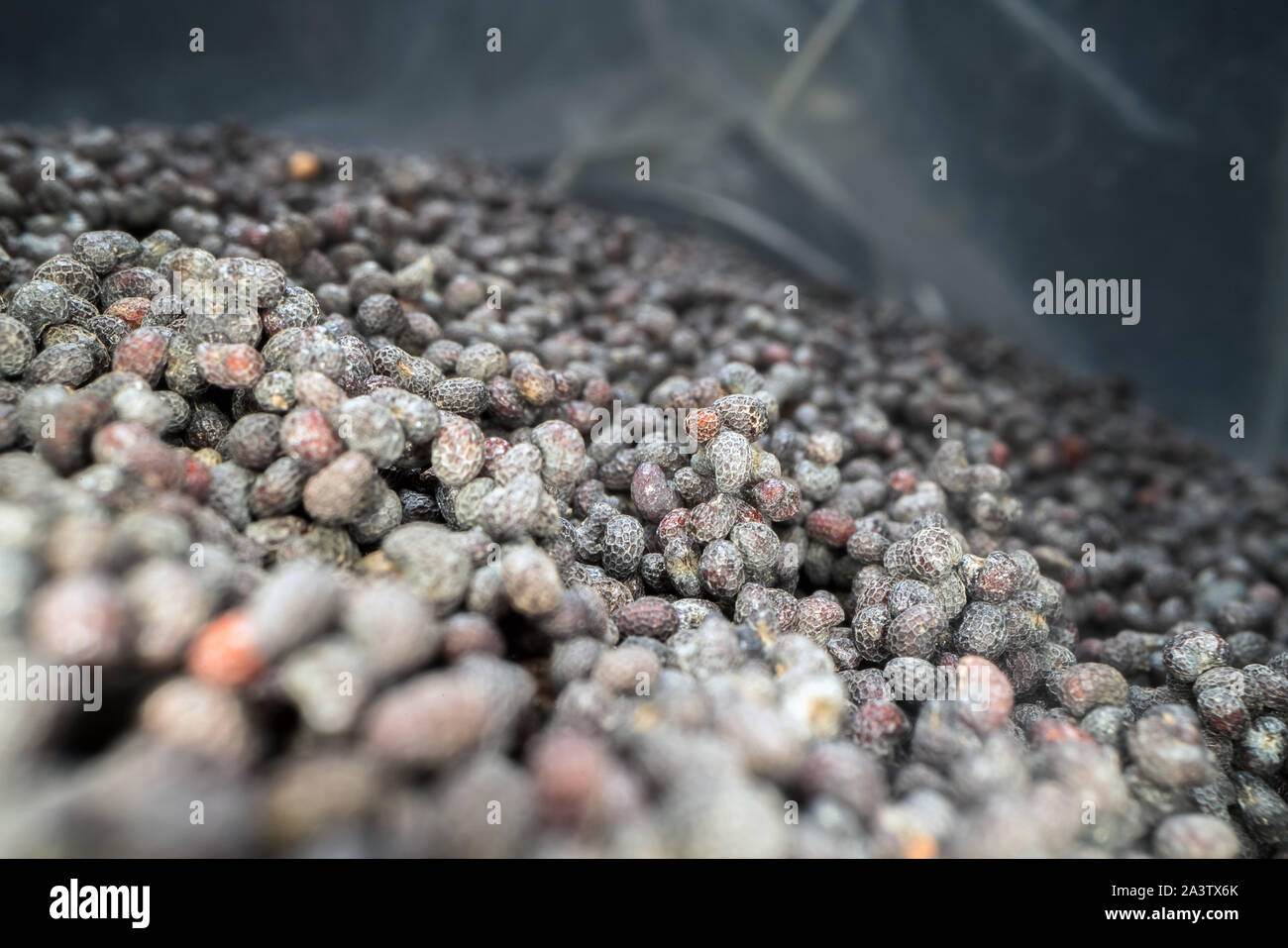 Inside the bag full of poppy seeds. Macro shot of dried pile of poppy ...