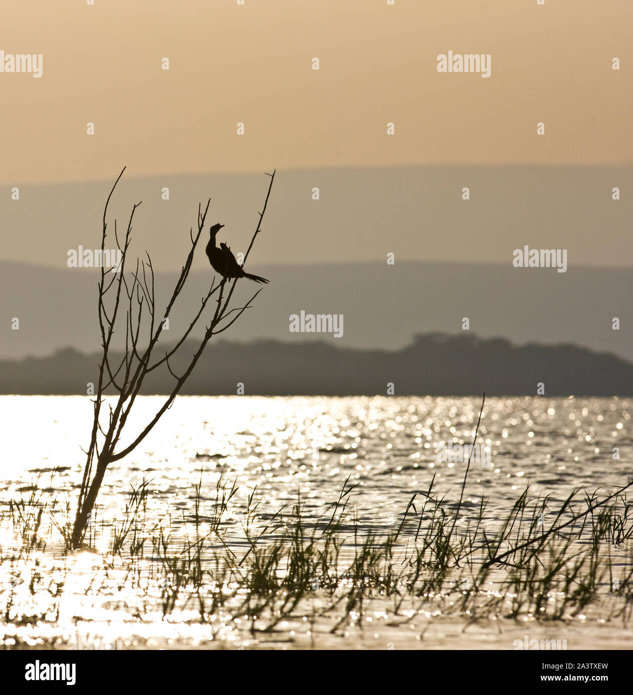 Colilargo hi-res stock photography and images - Alamy