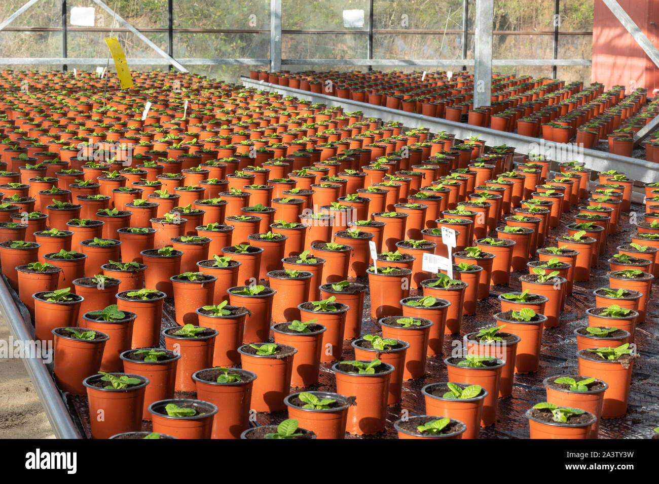 Inside a plant nursery with young primula plants growing in pots, UK ...