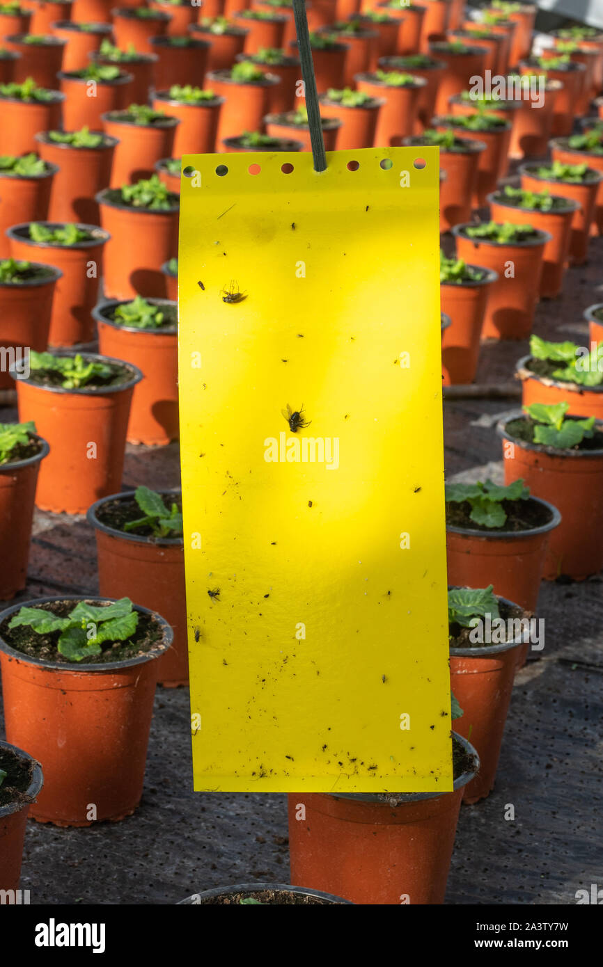 Yellow sticky fly paper inside a plant nursery to protect young plants ...