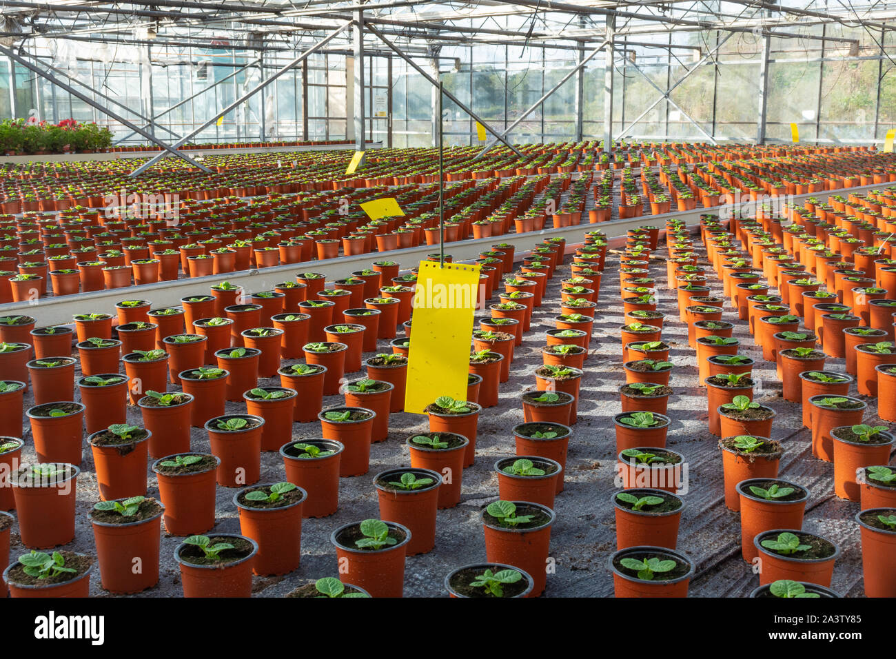 Inside a plant nursery with young primula plants growing in pots and ...