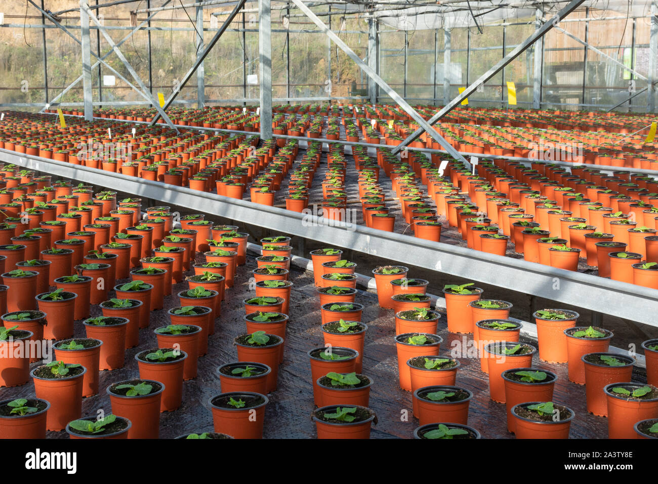 Inside a plant nursery with young primula plants growing in pots, UK ...