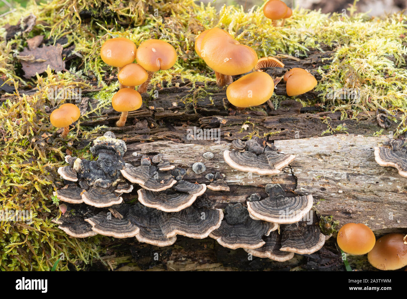 Variety of fungi species on a dead tree during autumn, UK Stock Photo ...