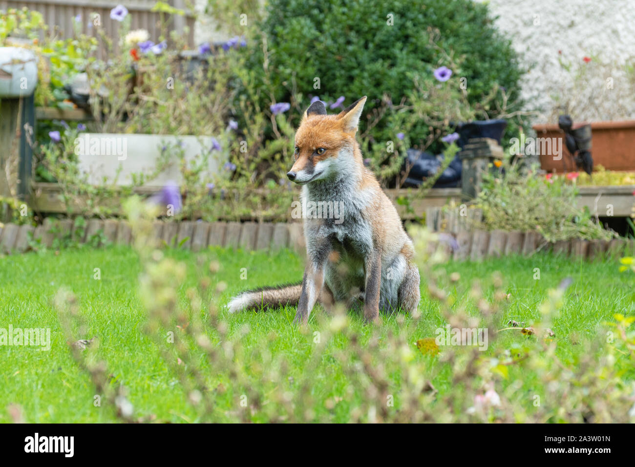 British urban wildlife hi-res stock photography and images - Alamy