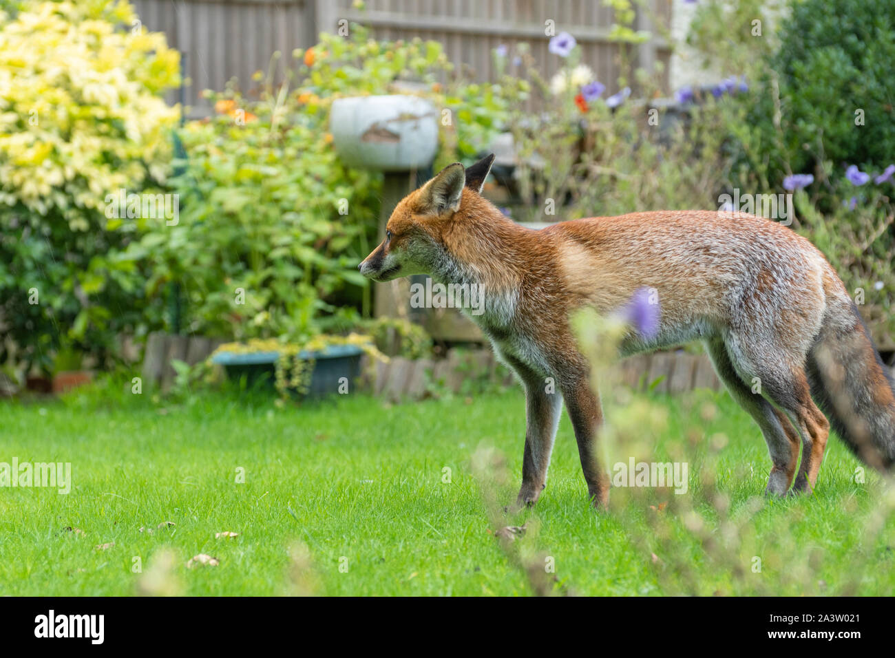 British urban wildlife hi-res stock photography and images - Alamy